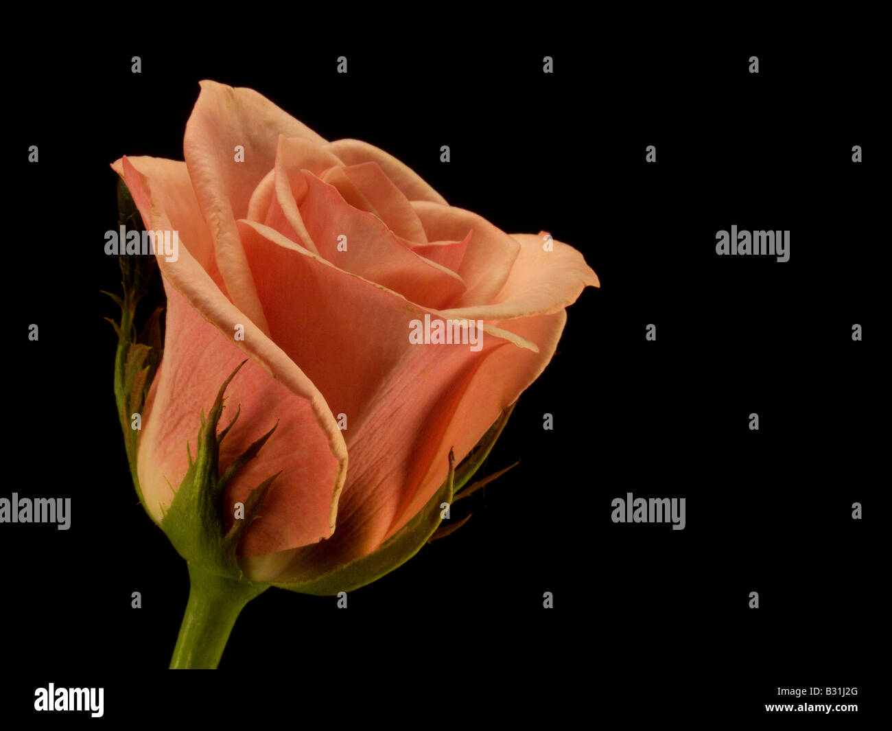 Single Peach Rose on Black Background Stock Photo - Alamy