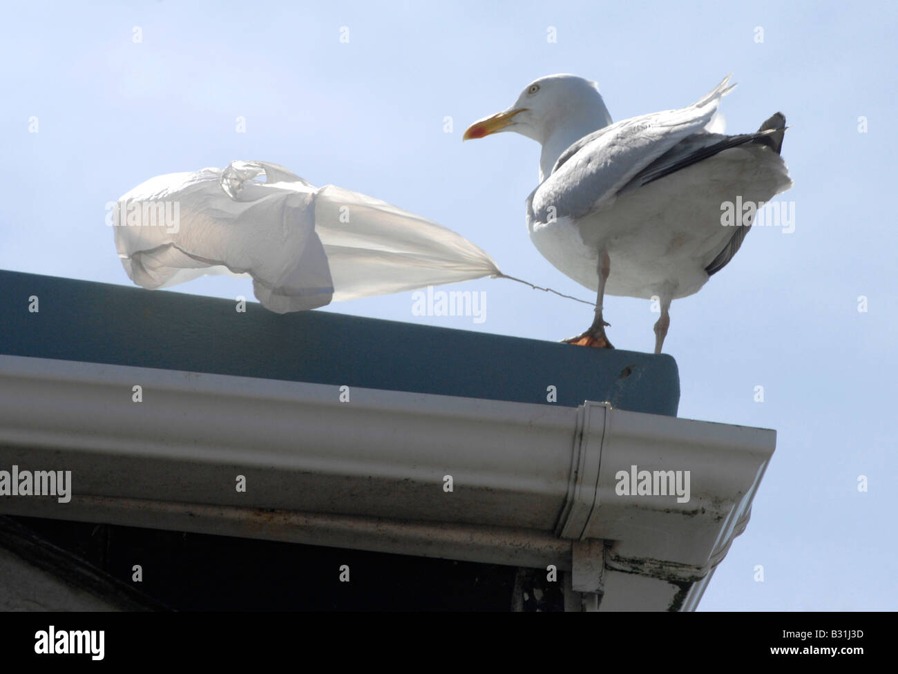 "Plastic bag" or "Carrier bag" wrapped around the leg of a seagull ...