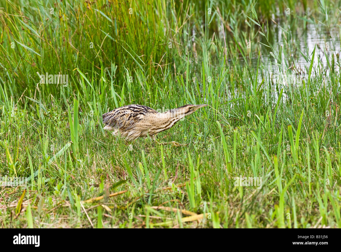 Bittern - Botaurus stellaris Stock Photo - Alamy