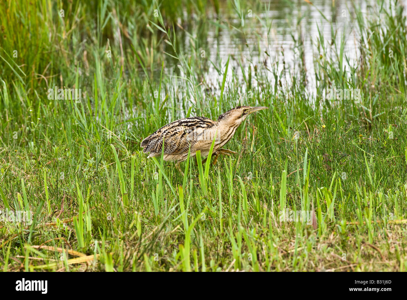 Bittern - Botaurus stellaris Stock Photo - Alamy