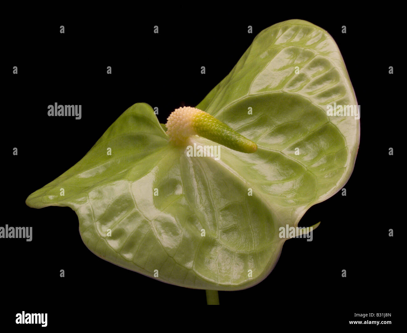 Single Green Anthurium Midori on Black Background Stock Photo - Alamy