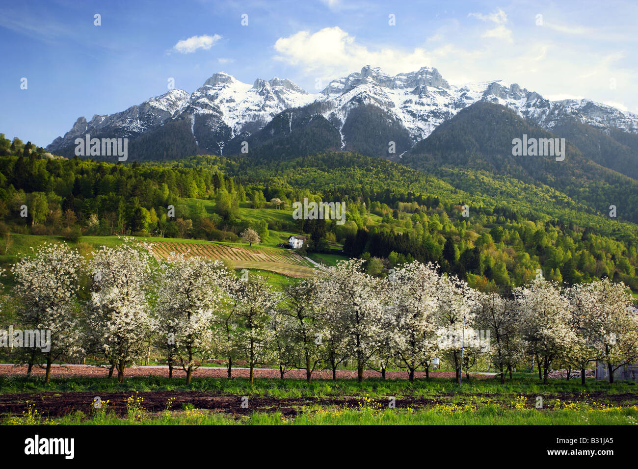 Spring in South Tyrol Stock Photo - Alamy