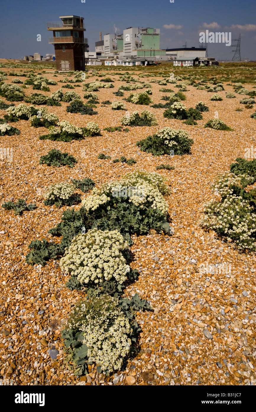 A Dungeness landscape, flowering sea kale in the foreground on shingle ...