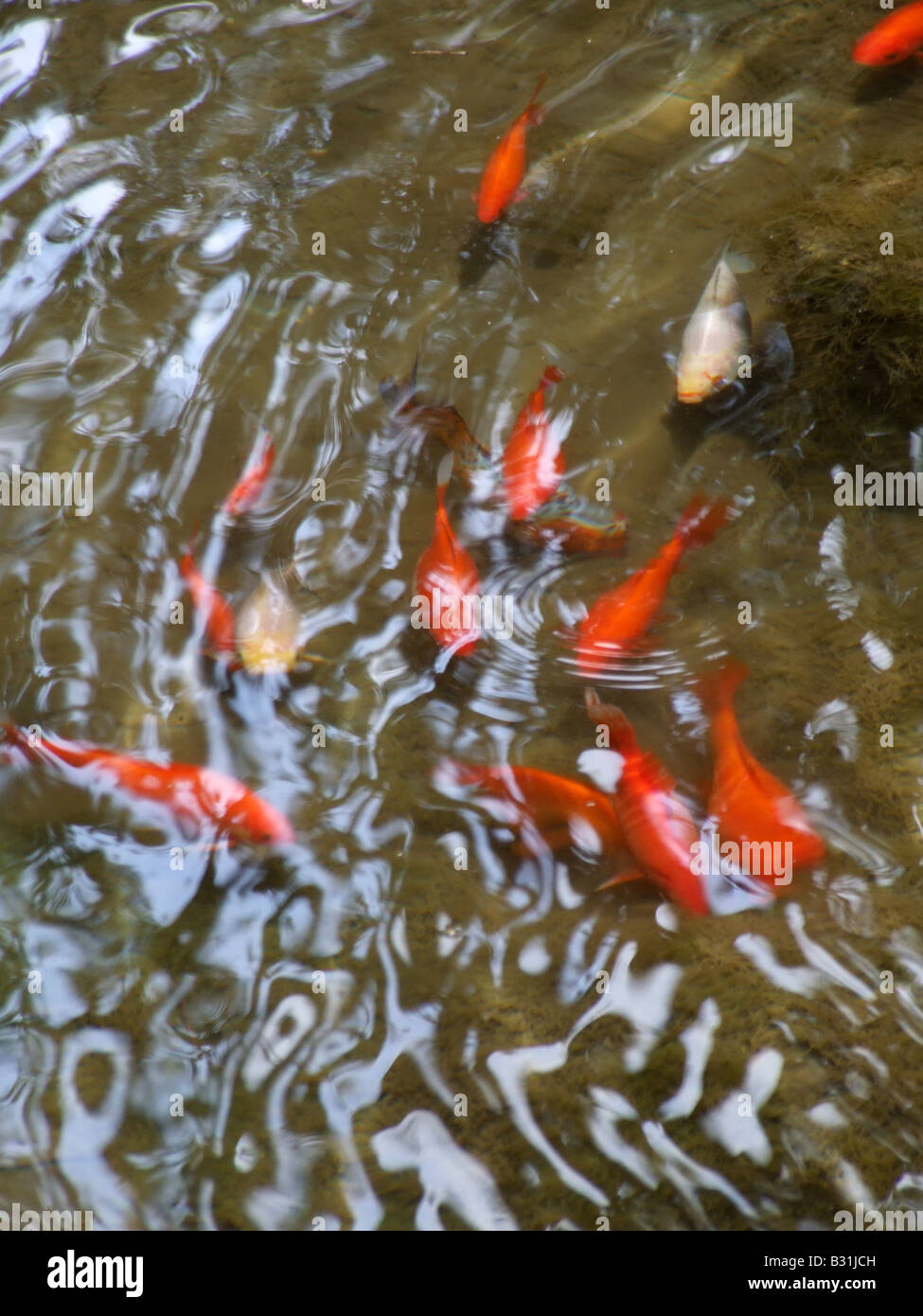 many gold fish swimming in pond in country Stock Photo - Alamy