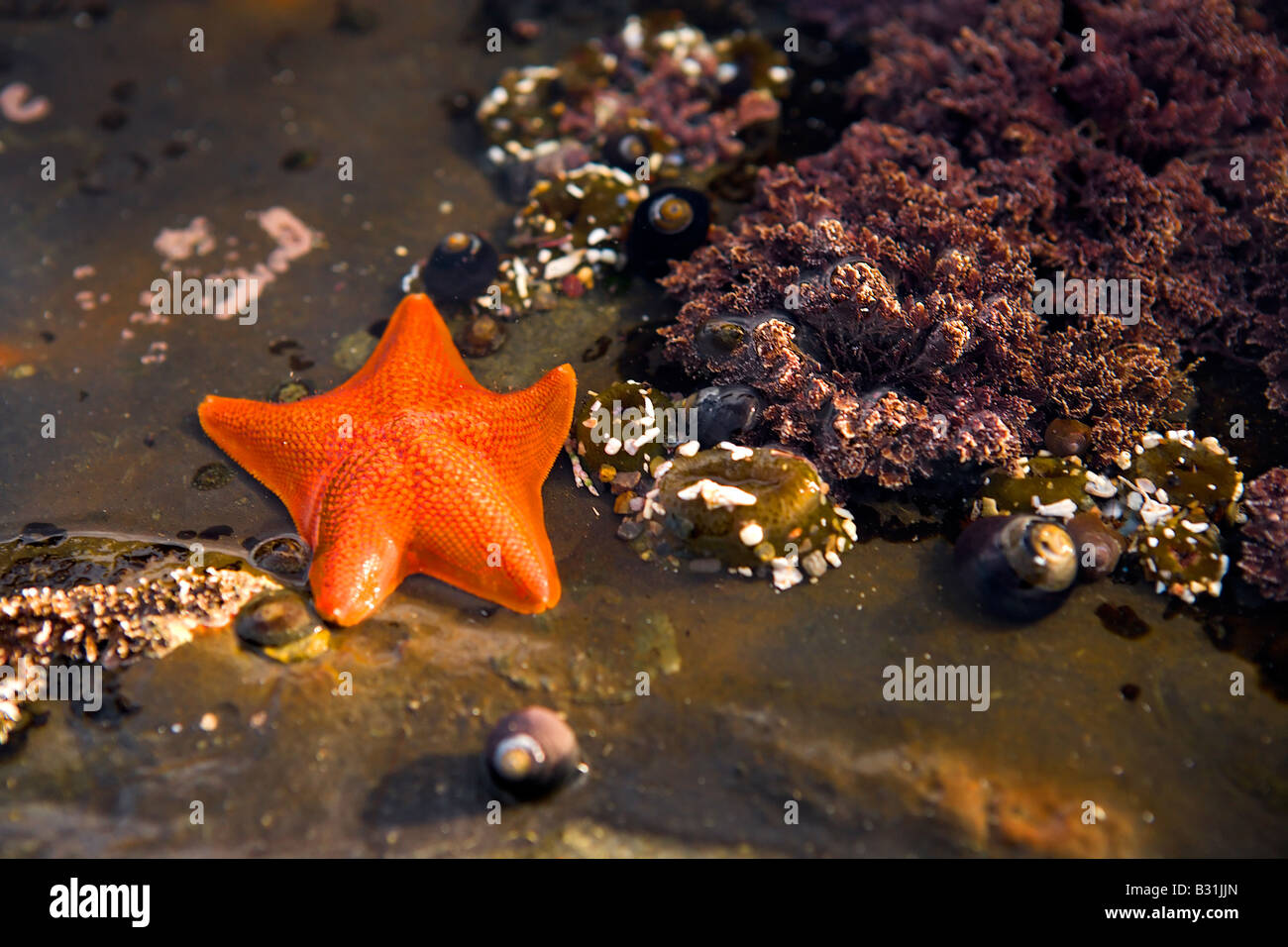 A colorful orange starfish rests comfortably in a tidepool at Weston ...