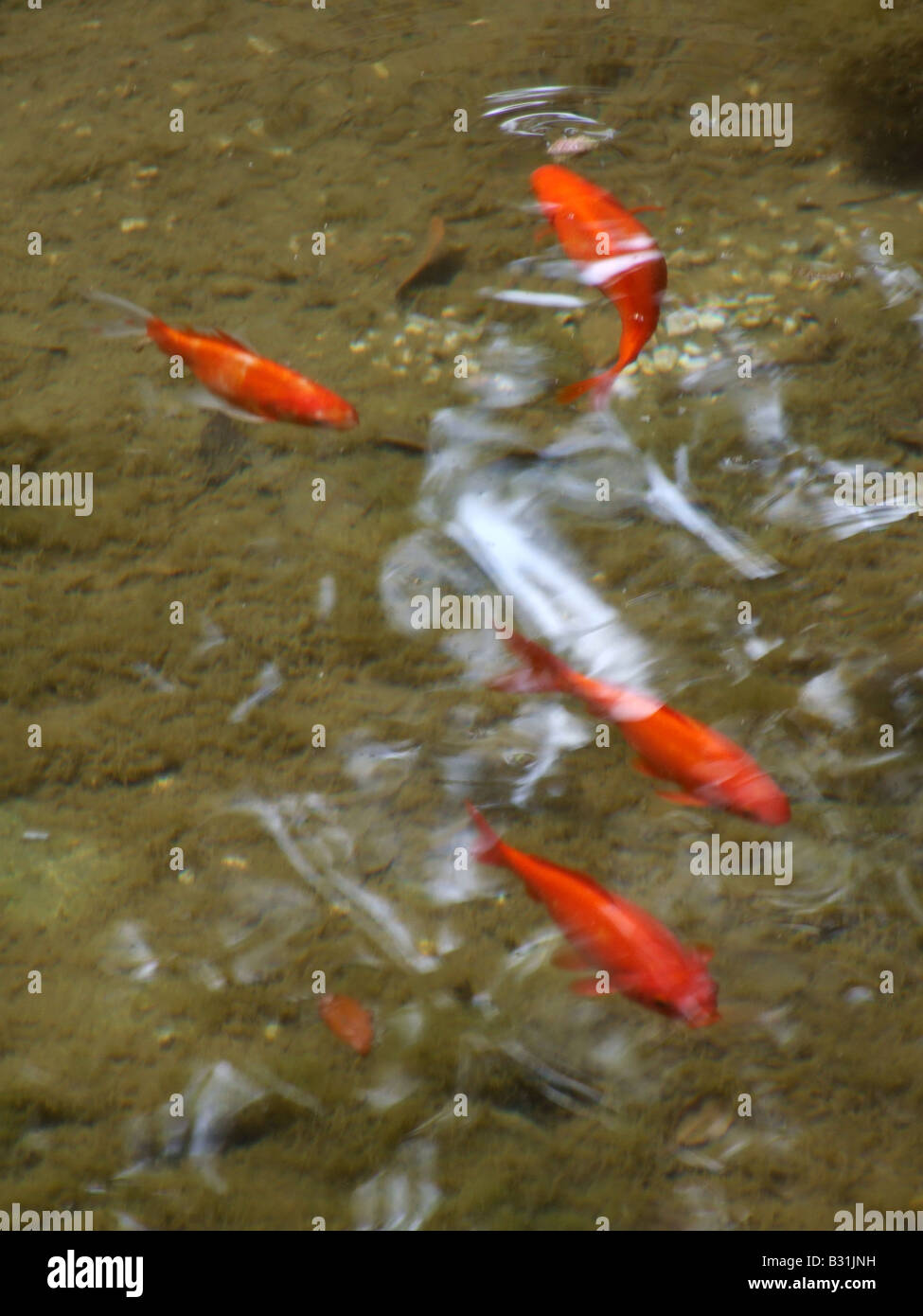 Many exotic fish swimming under hi-res stock photography and images - Alamy