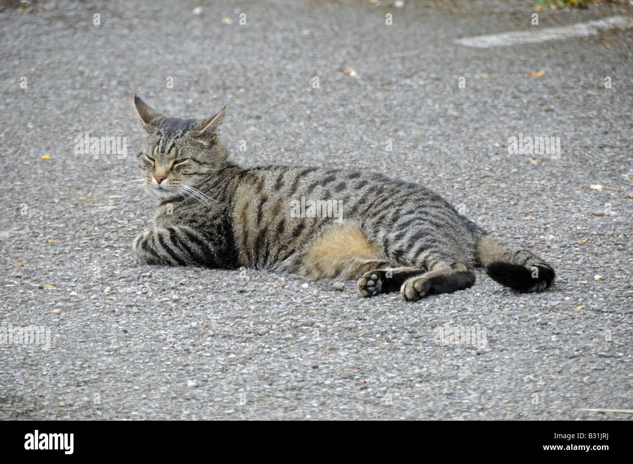 Tabby cat outside hi-res stock photography and images - Alamy