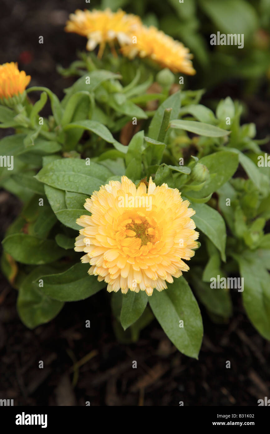 Calendula officinalis bon bon apricot flower during the summer months ...