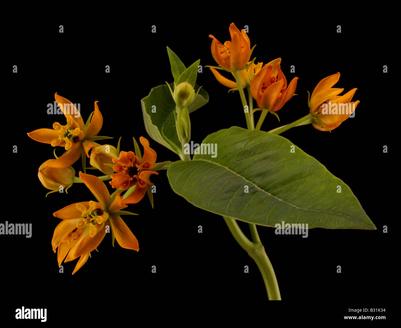 Asclepias Beatrix on Black Background Stock Photo - Alamy
