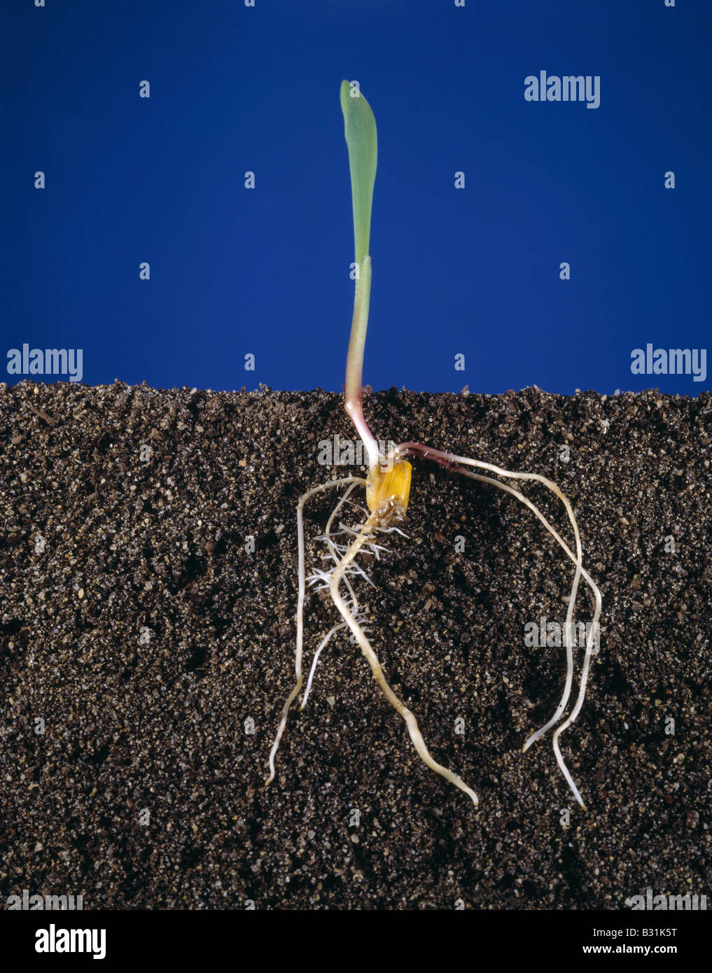 Corn seed germinating hi-res stock photography and images - Alamy