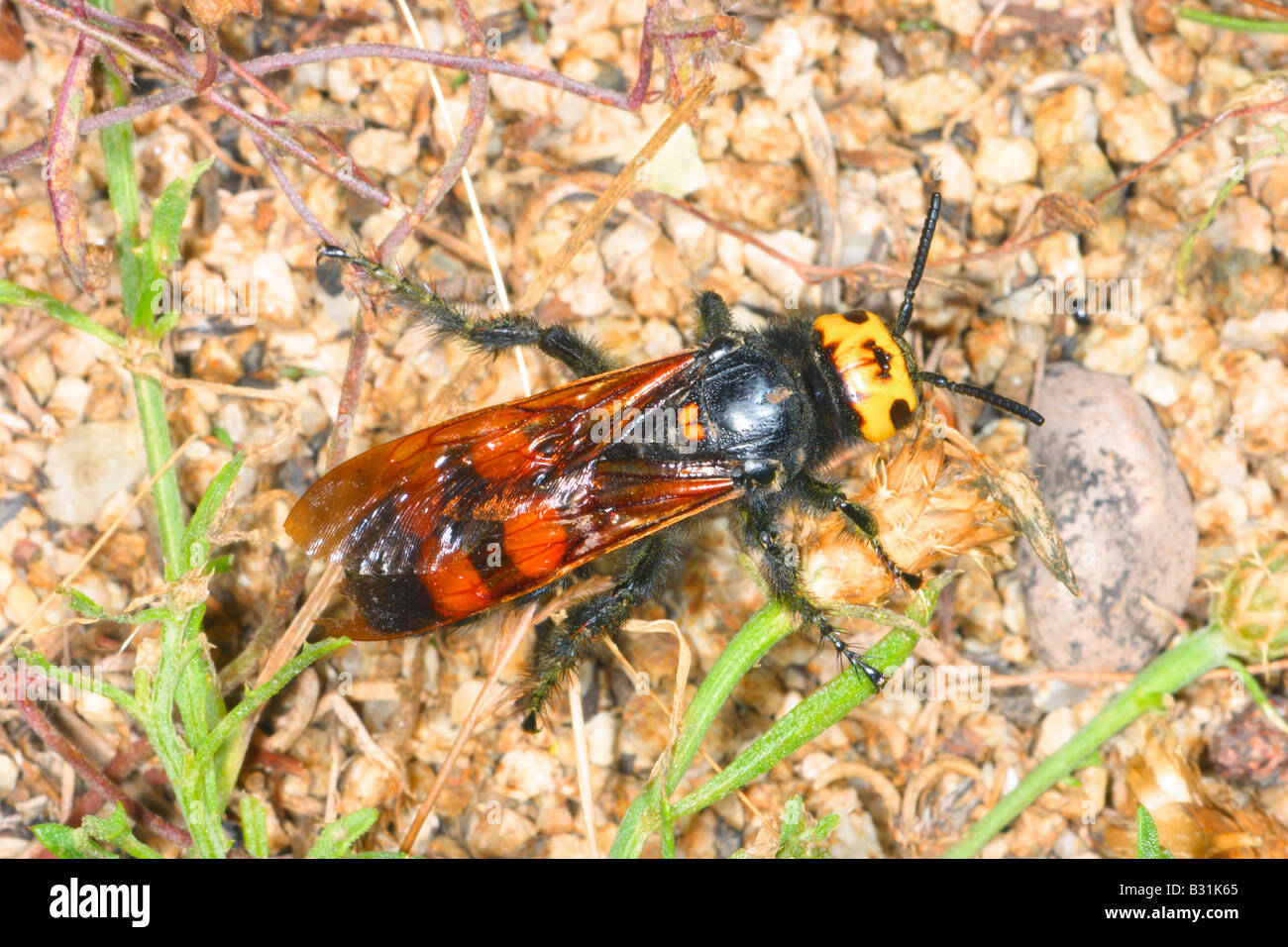 Mammoth Wasp, Megascolia maculata. Female on ground. Top view Stock ...