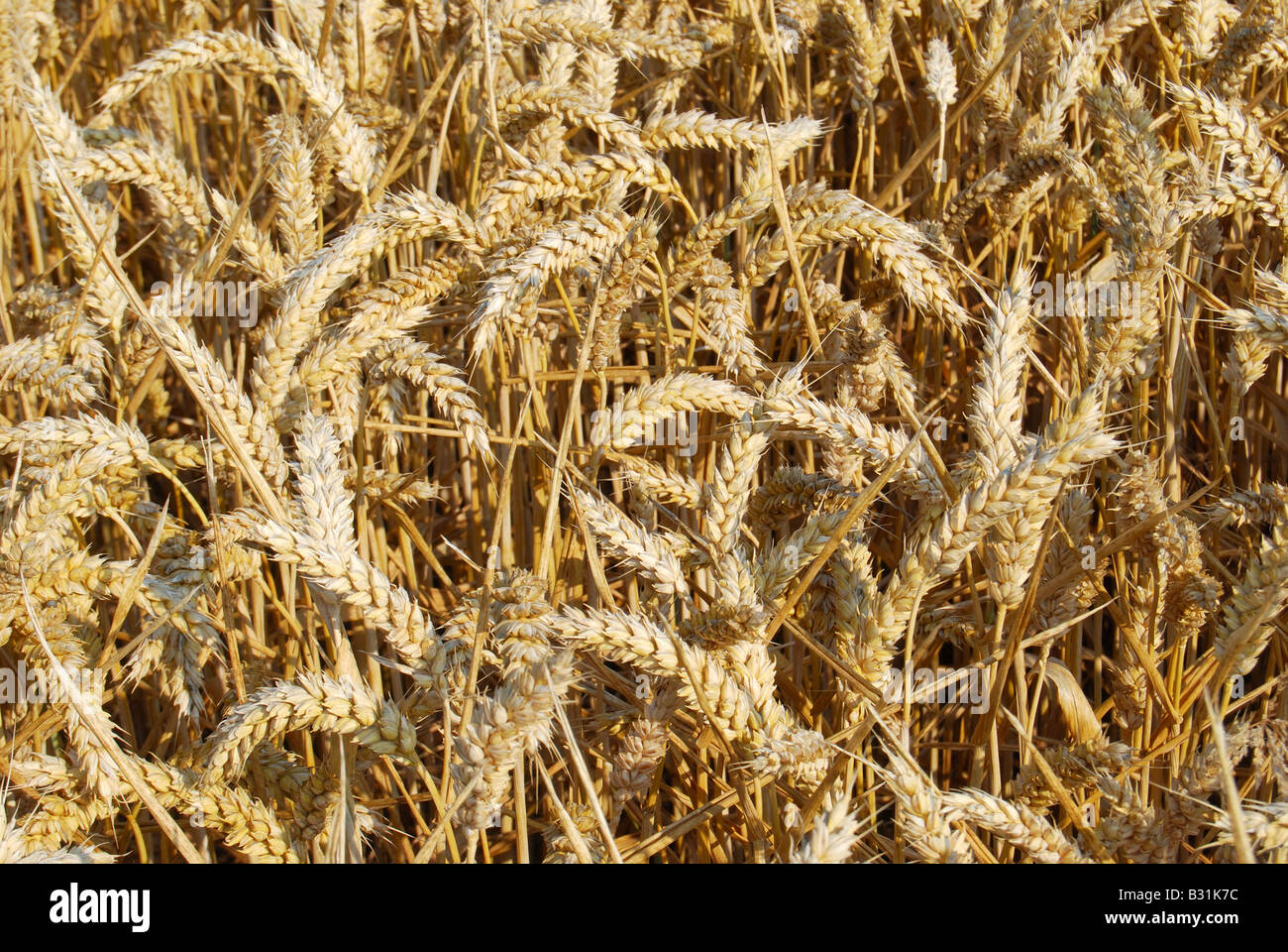 Field of wheat in summer, Essex, England, United Kingdom Stock Photo ...