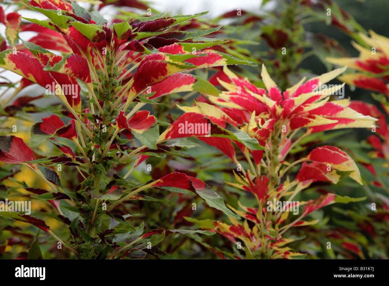Amaranthus tricolor Perfecta Joseph s Coat during the summer months at ...