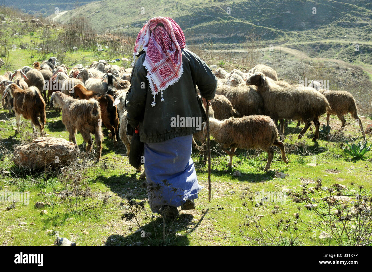 A Palestinian shepherd walks his herd between the Jewish neighborhood ...