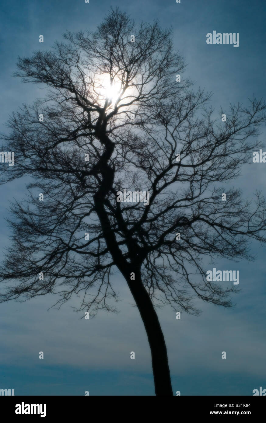 Tree with moonlight Stock Photo - Alamy