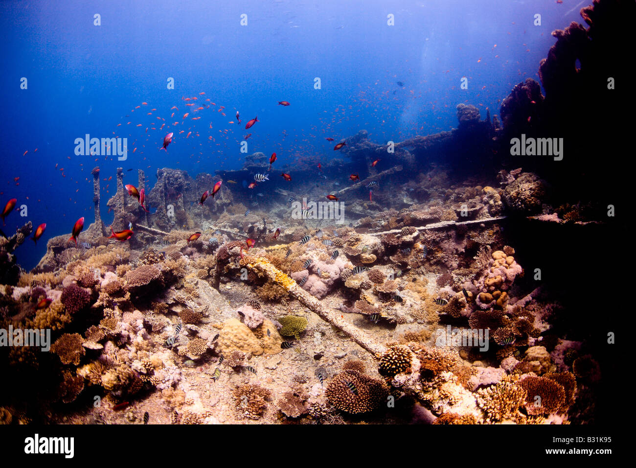 Dive images in the Red Sea, Egypt Stock Photo - Alamy