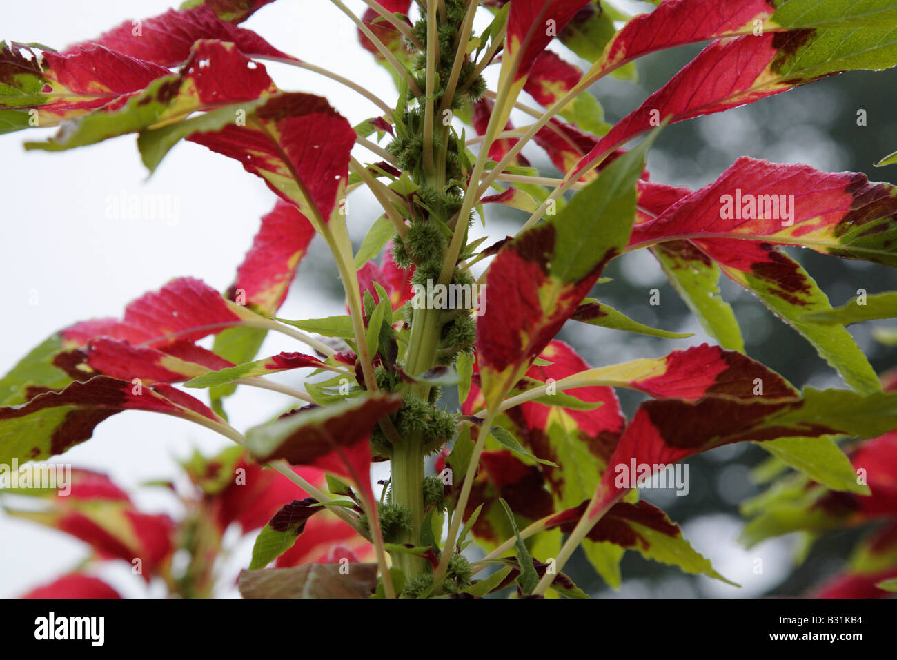Amaranthus tricolor Perfecta Joseph s Coat during the summer months at ...