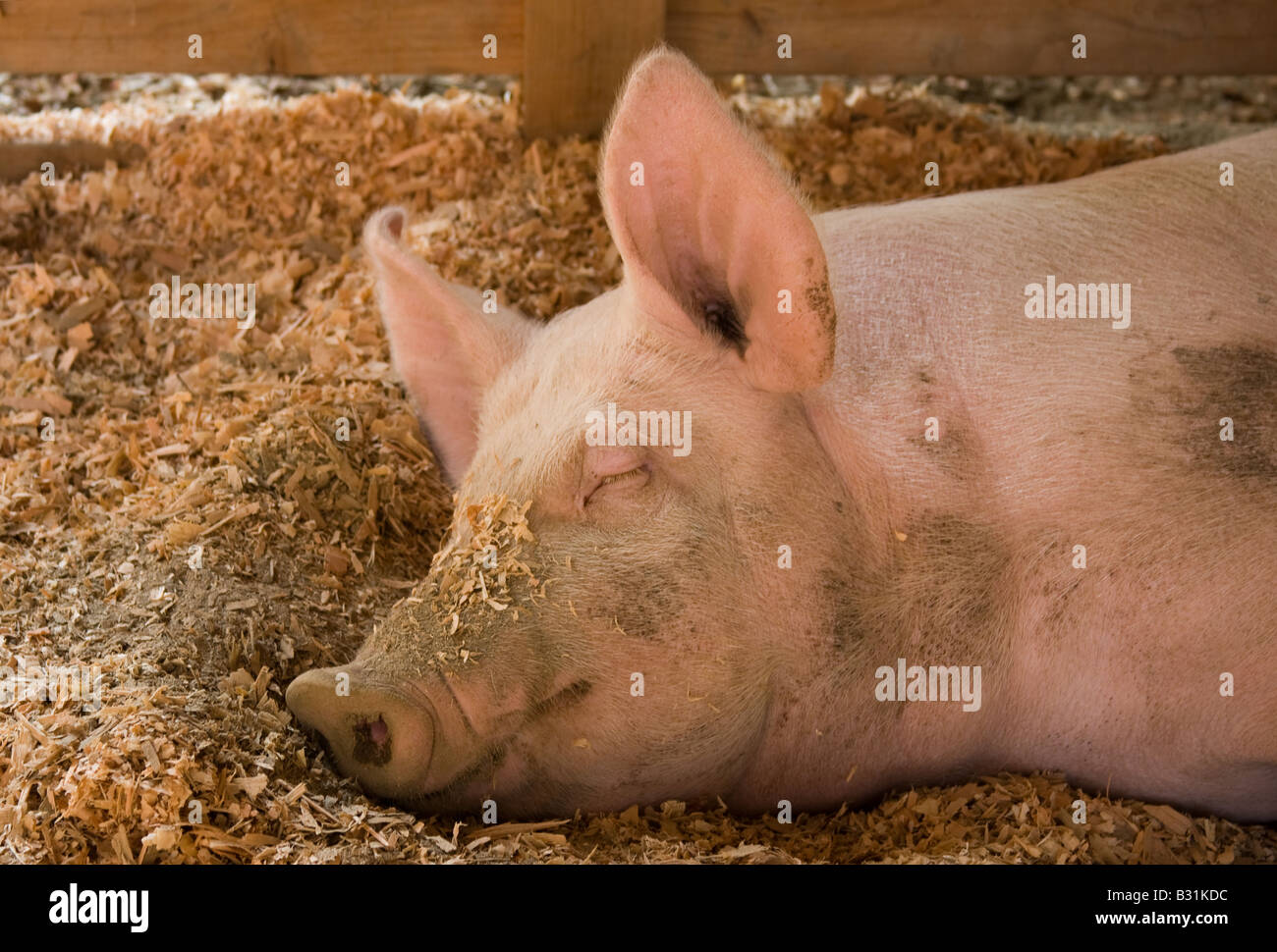 Pig alert hi-res stock photography and images - Alamy