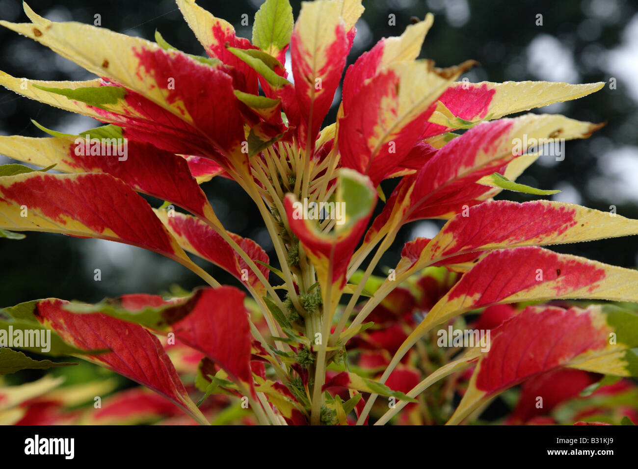 Amaranthus tricolor Perfecta Joseph s Coat during the summer months at ...