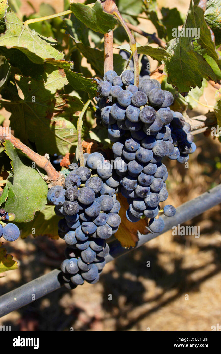 Grapes ripe on the vine Stock Photo - Alamy