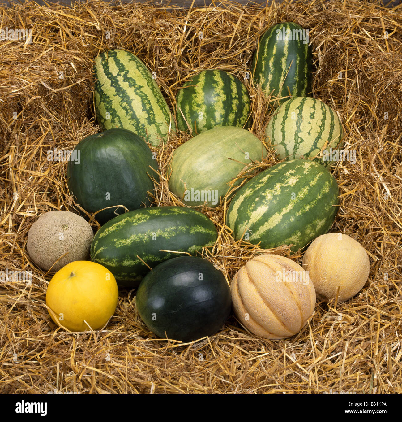 Desert King Yellow Watermelon