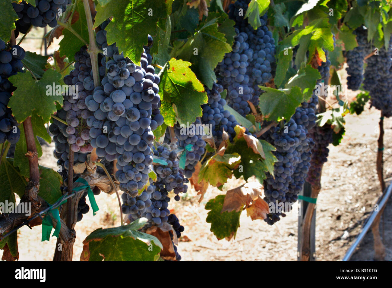 grapes growing on old vines Stock Photo - Alamy