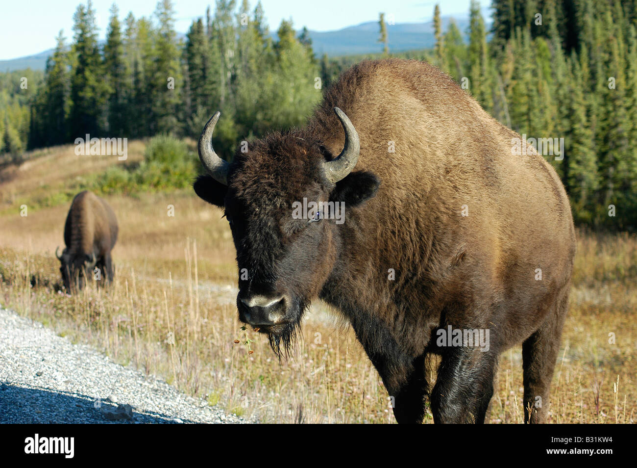 Bison 4 hi-res stock photography and images - Alamy
