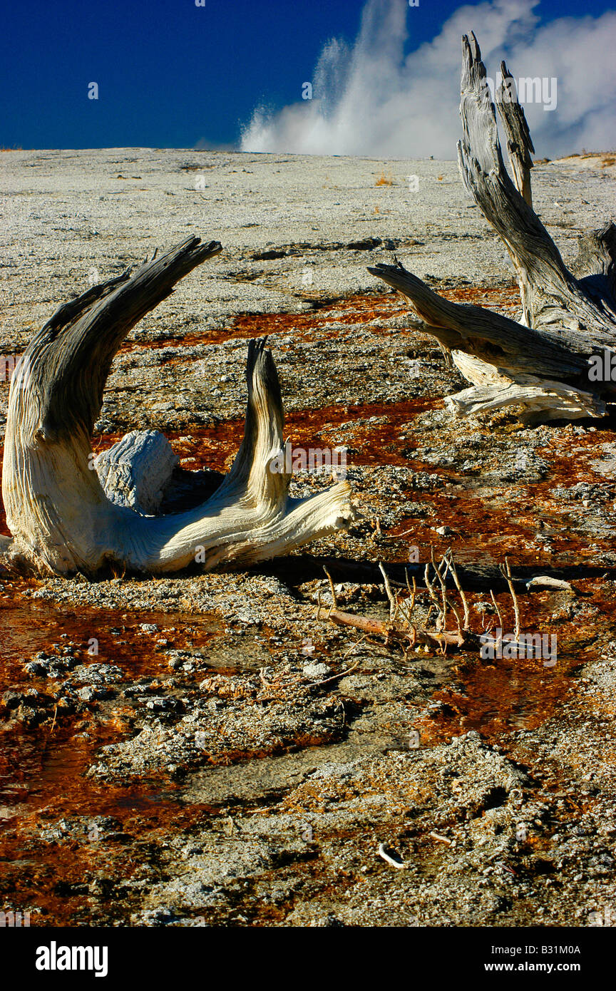 Yellowstone National Park Montana usa Stock Photo - Alamy