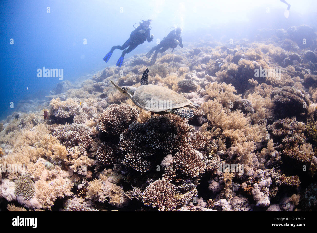 Dive images in the Red Sea, Egypt Stock Photo - Alamy