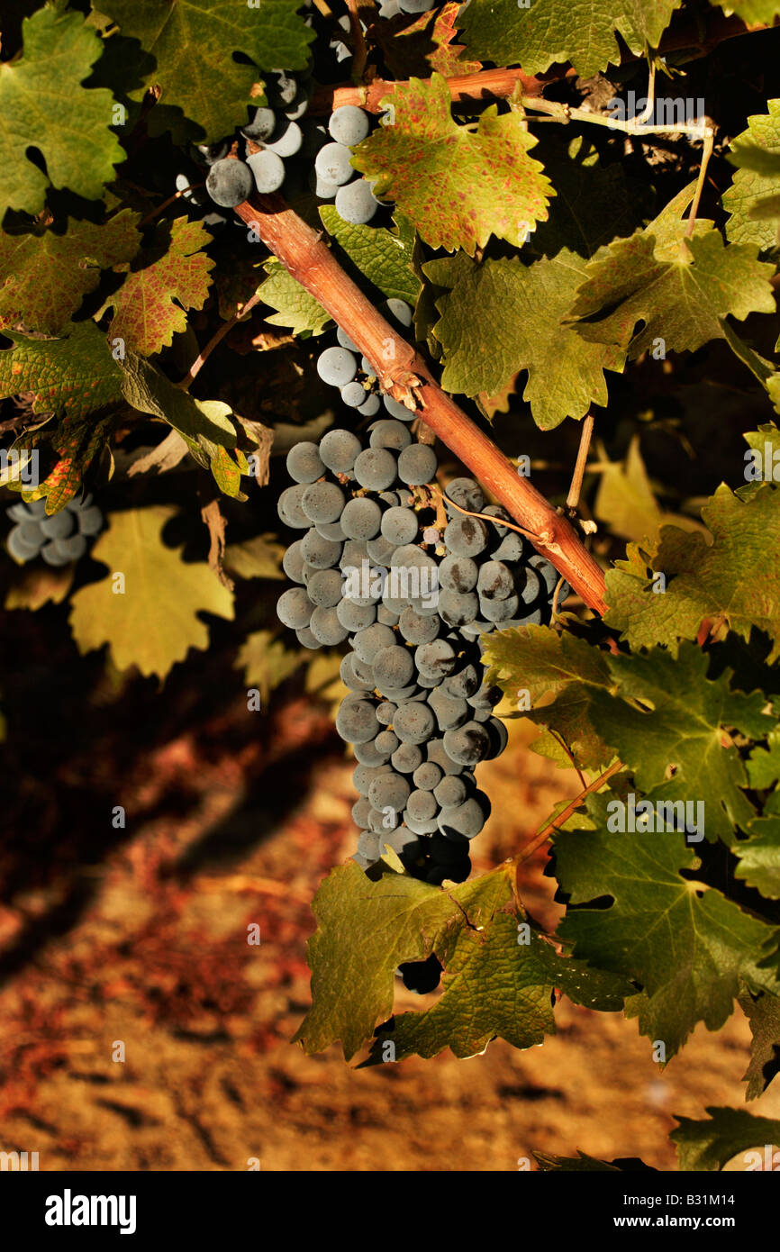 Grapes on Old Vines Stock Photo - Alamy