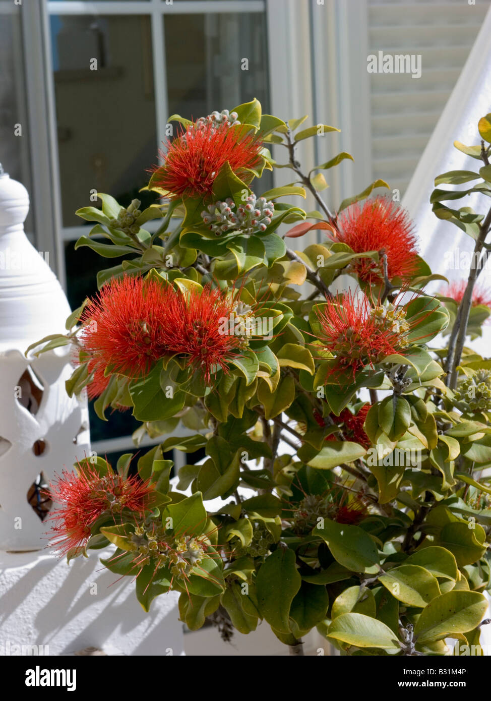 Callistemon citrinus splendens hi-res stock photography and images - Alamy