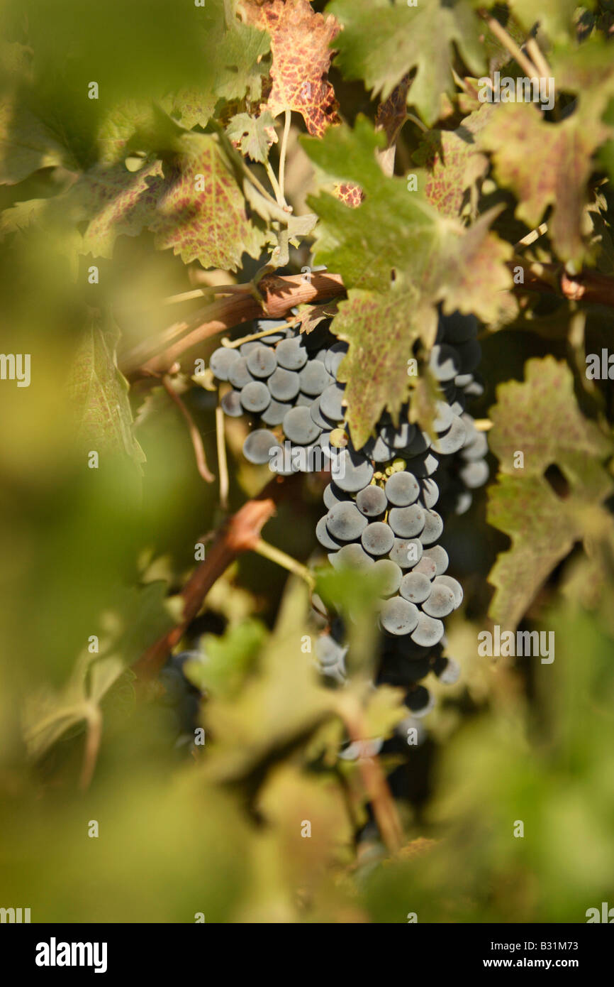 Grapes on old vines Stock Photo - Alamy
