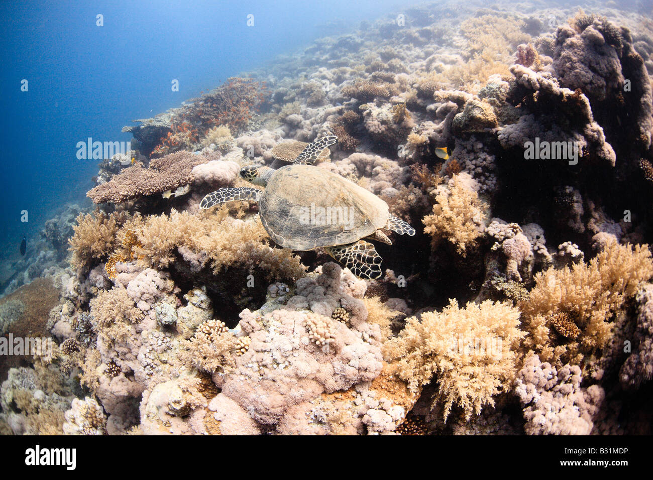 Dive images in the Red Sea, Egypt Stock Photo - Alamy