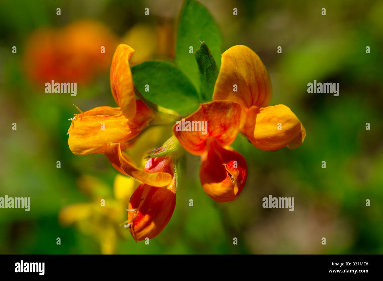 Alpine Birdsfoot Tefoil - Lotus Alpinus - Wild meadow flower ...