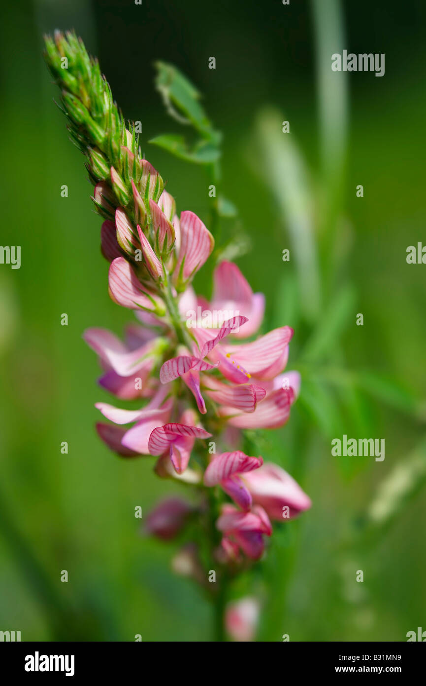 Wild alpine meadow flower - Grindelwald Switzerland Stock Photo - Alamy
