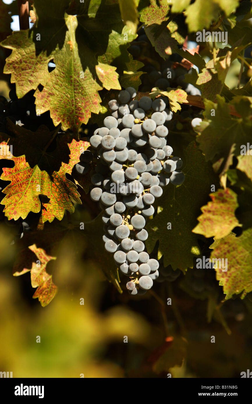 Grapes on old vines Stock Photo - Alamy