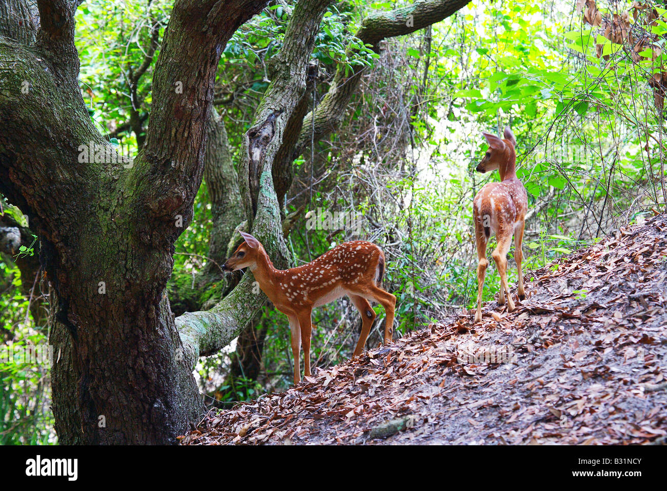 White tailed deer fawns relax in the shade on Cumberland Island Georgia ...