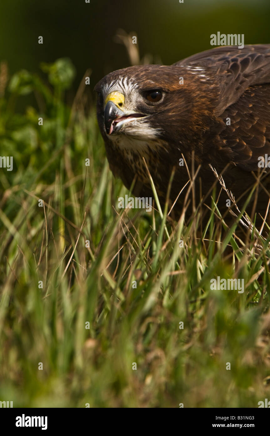 Swainson's Hawk (Buteo swainsoni Stock Photo - Alamy