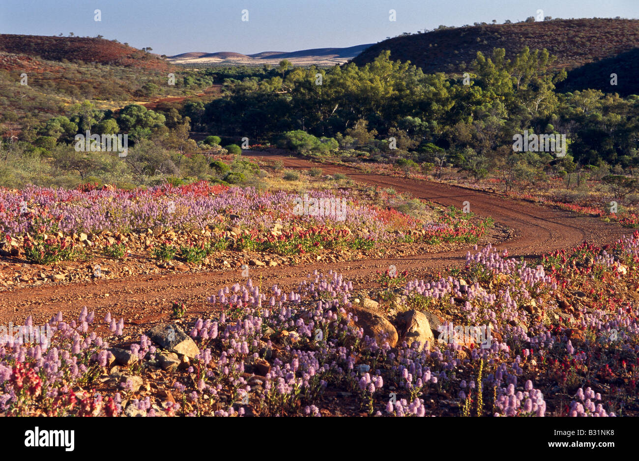 Outback road and wildflowers, Western Australia Stock Photo - Alamy