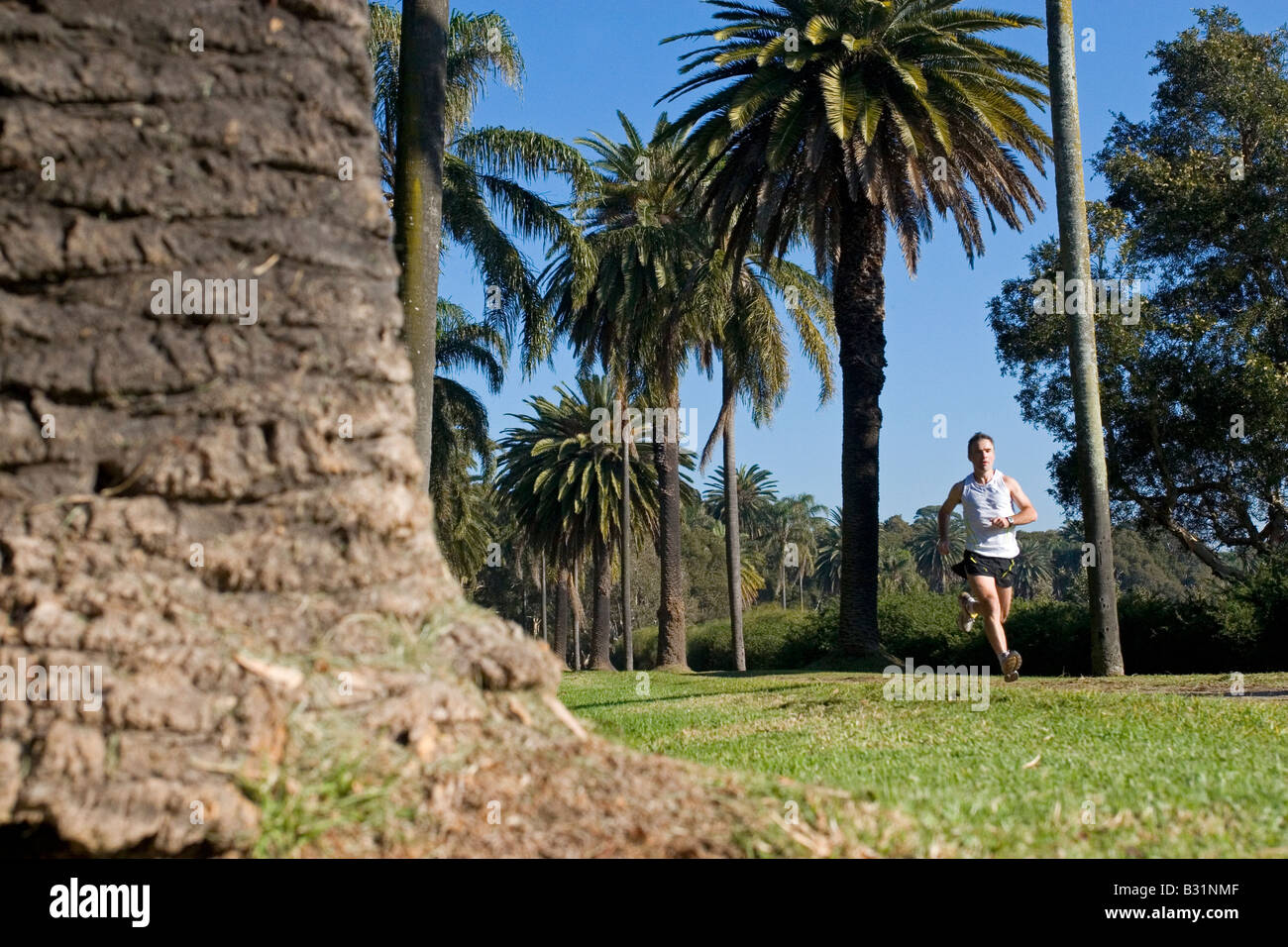Palm tree park hi-res stock photography and images - Alamy
