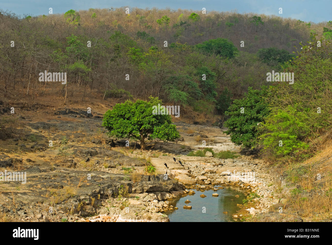 Gir landscape hi-res stock photography and images - Alamy