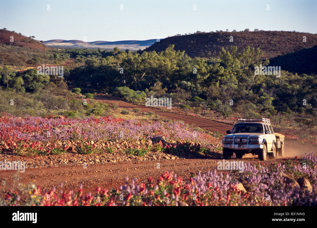 Outback road and wildflowers, Western Australia Stock Photo - Alamy