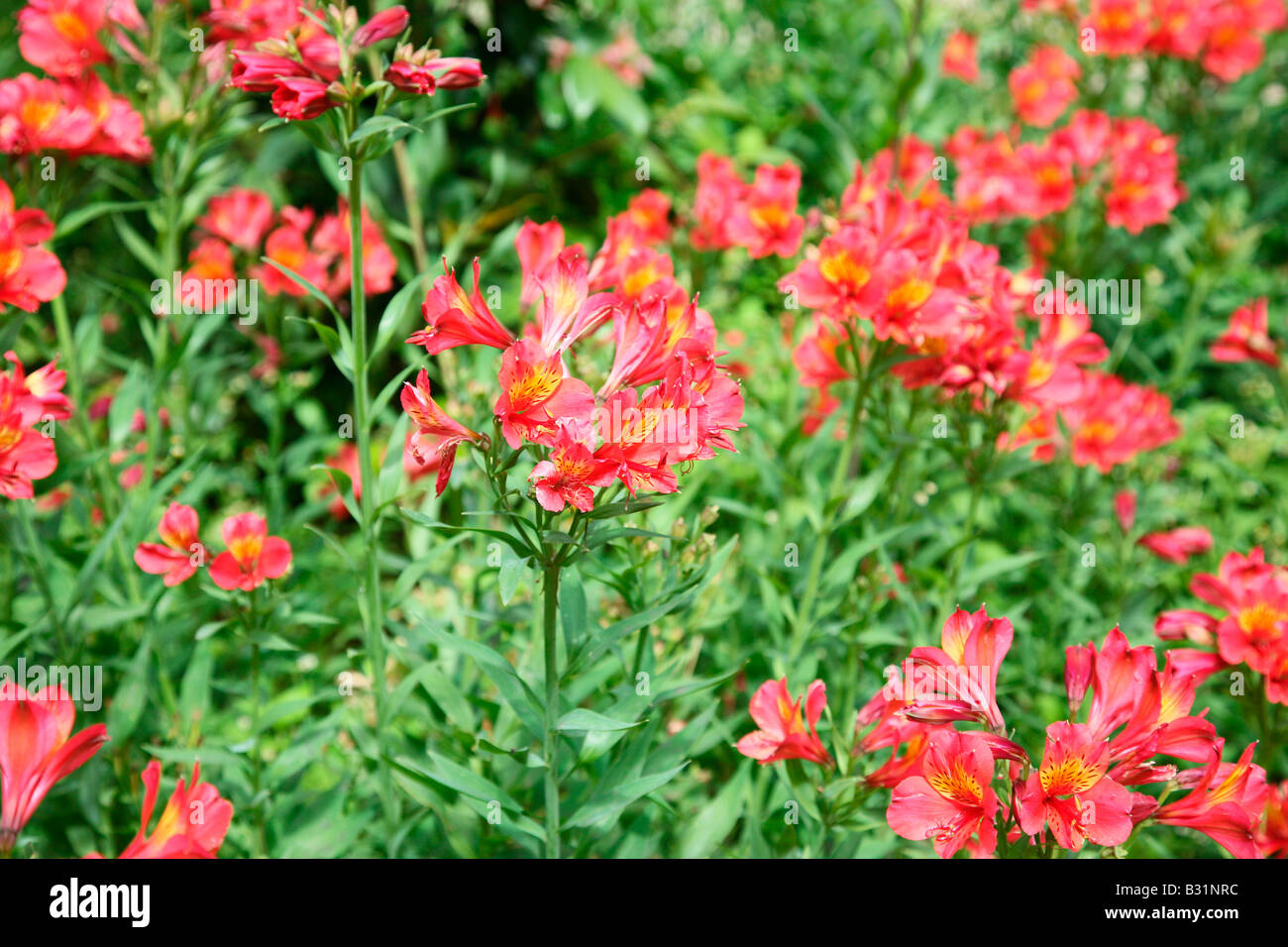 Astermaria flowers hi-res stock photography and images - Alamy