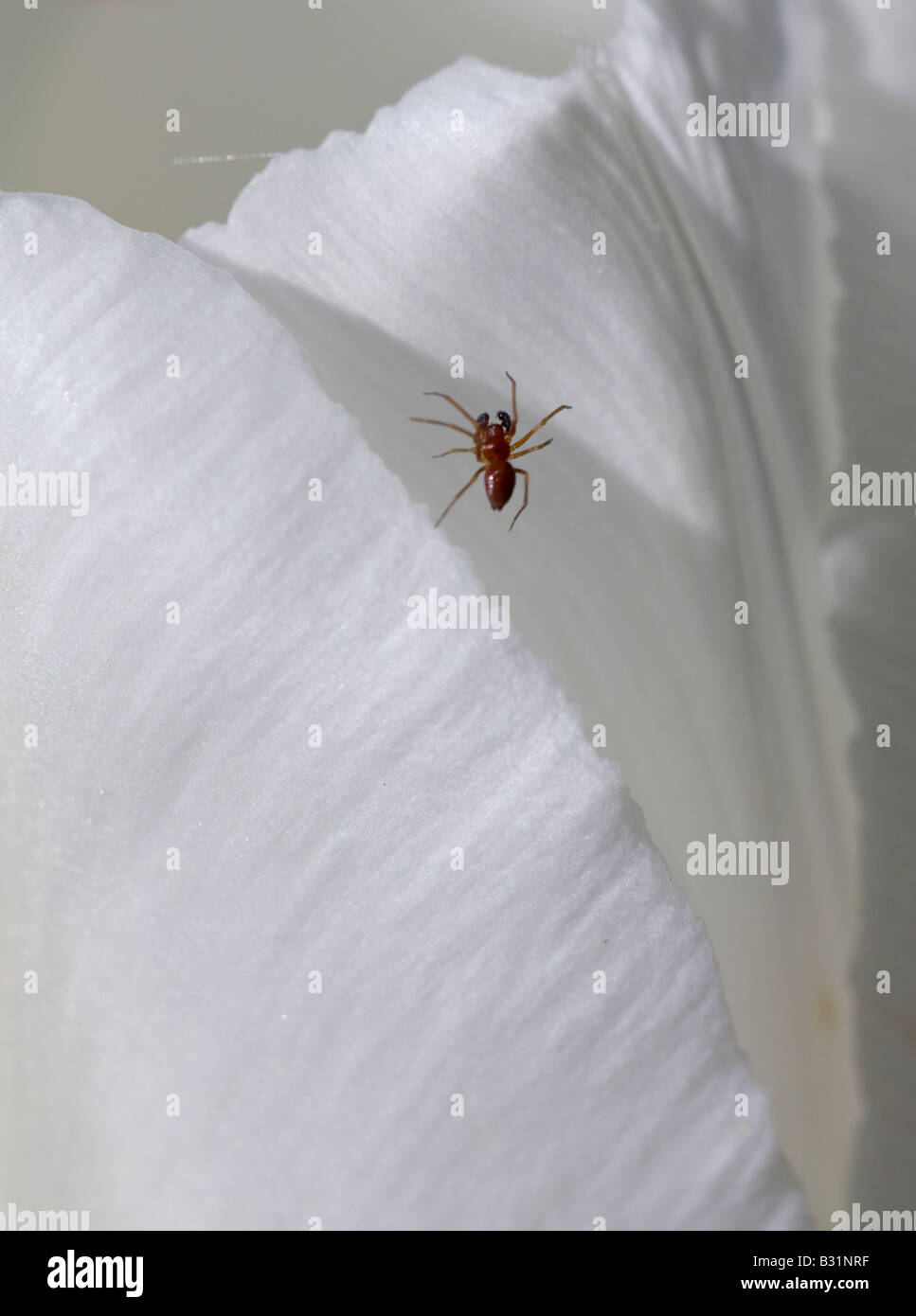 Spider on White Tulip Stock Photo - Alamy