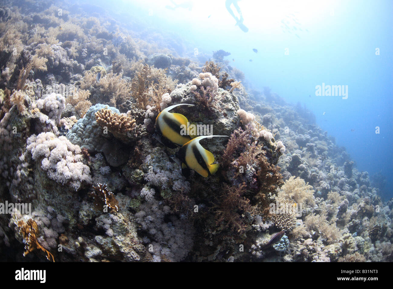 Pennant fish in the Red Sea, Egypt Stock Photo - Alamy