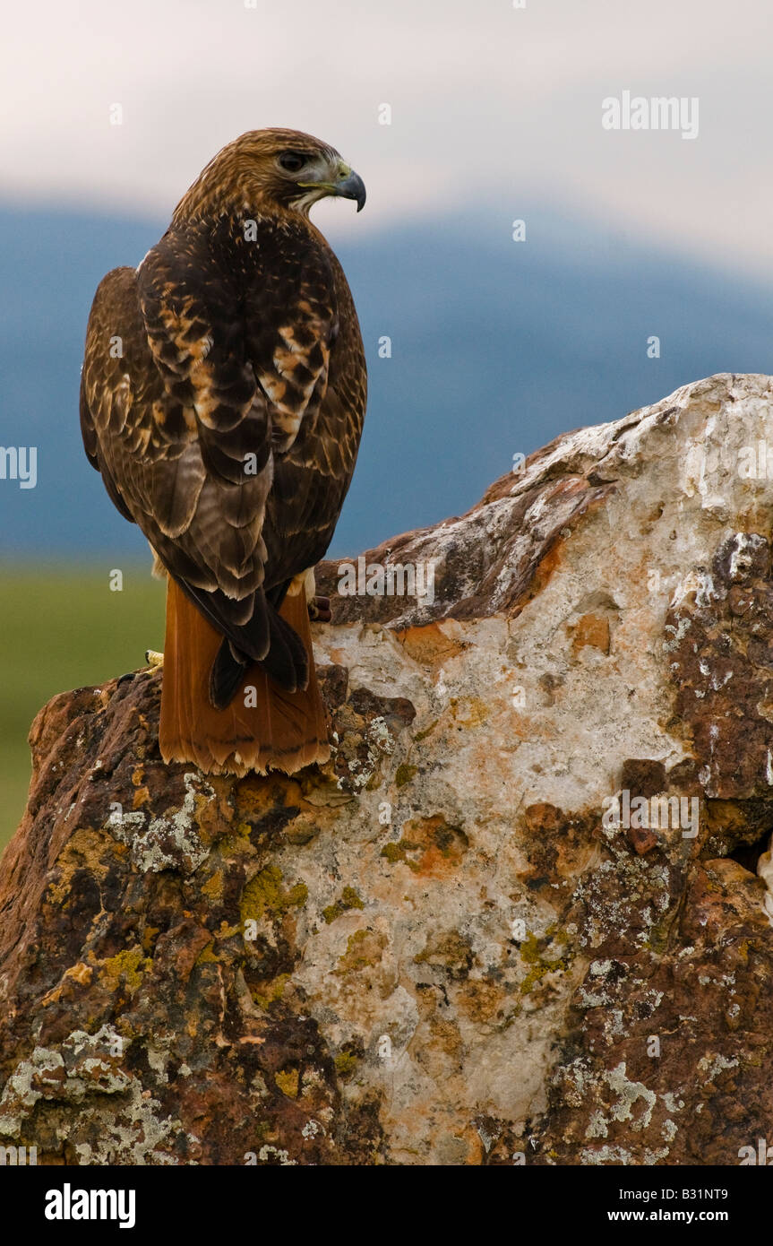 Hawk perched on rock hi-res stock photography and images - Alamy