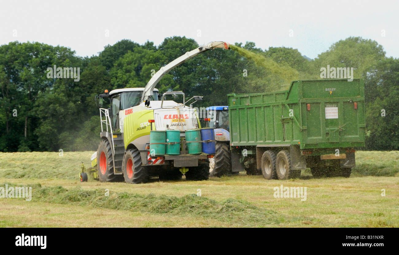 Silage cutting and forage harvesting pastureland for winter cattle feed ...