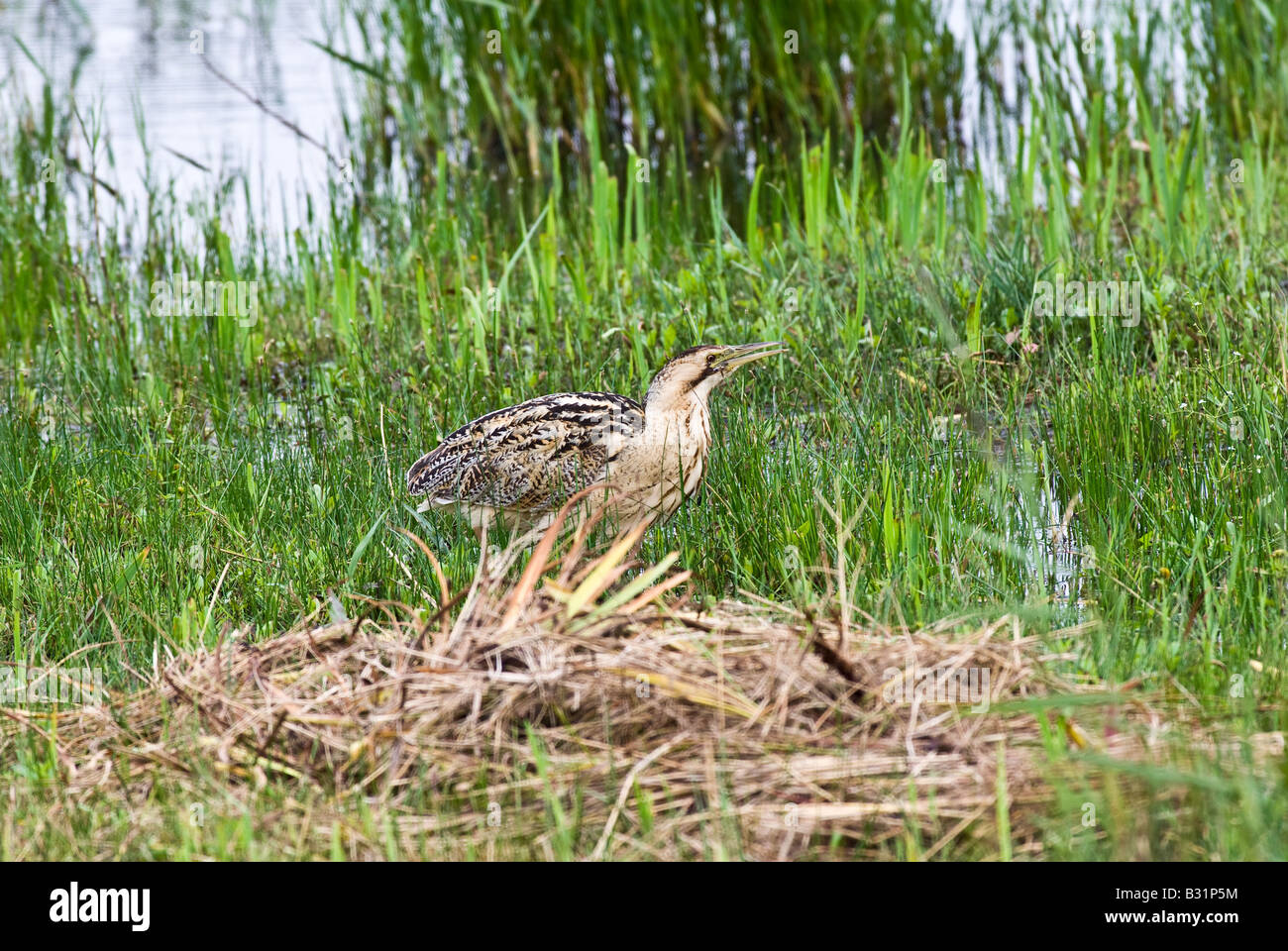 Leighton moss bittern hi-res stock photography and images - Alamy