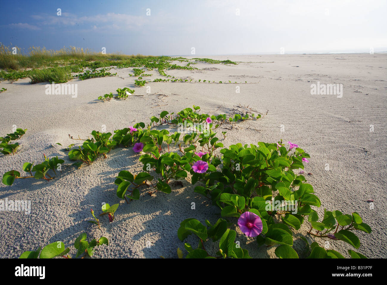 Railroad vine plant Stock Photo - Alamy