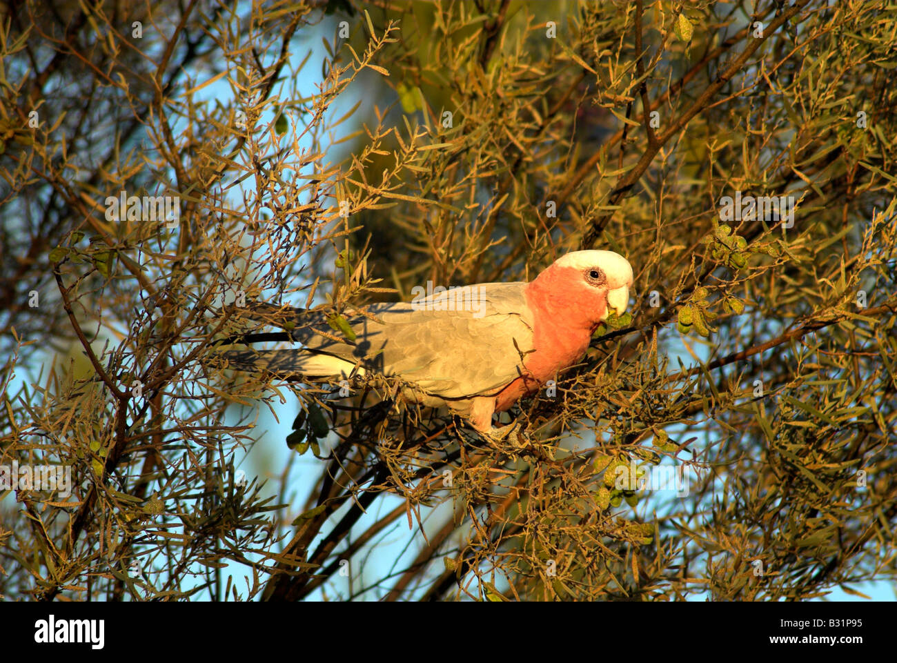 Galah or native parrot, outback Queensland, Australia Stock Photo - Alamy